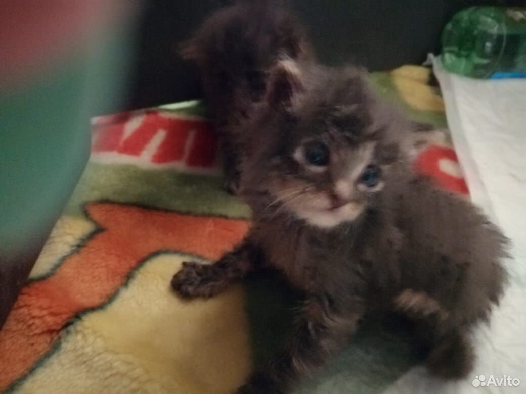 Милейшие котики в добрые руки