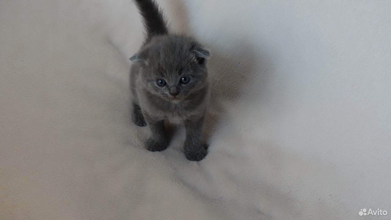 Котята Британской короткошёрстной кошки