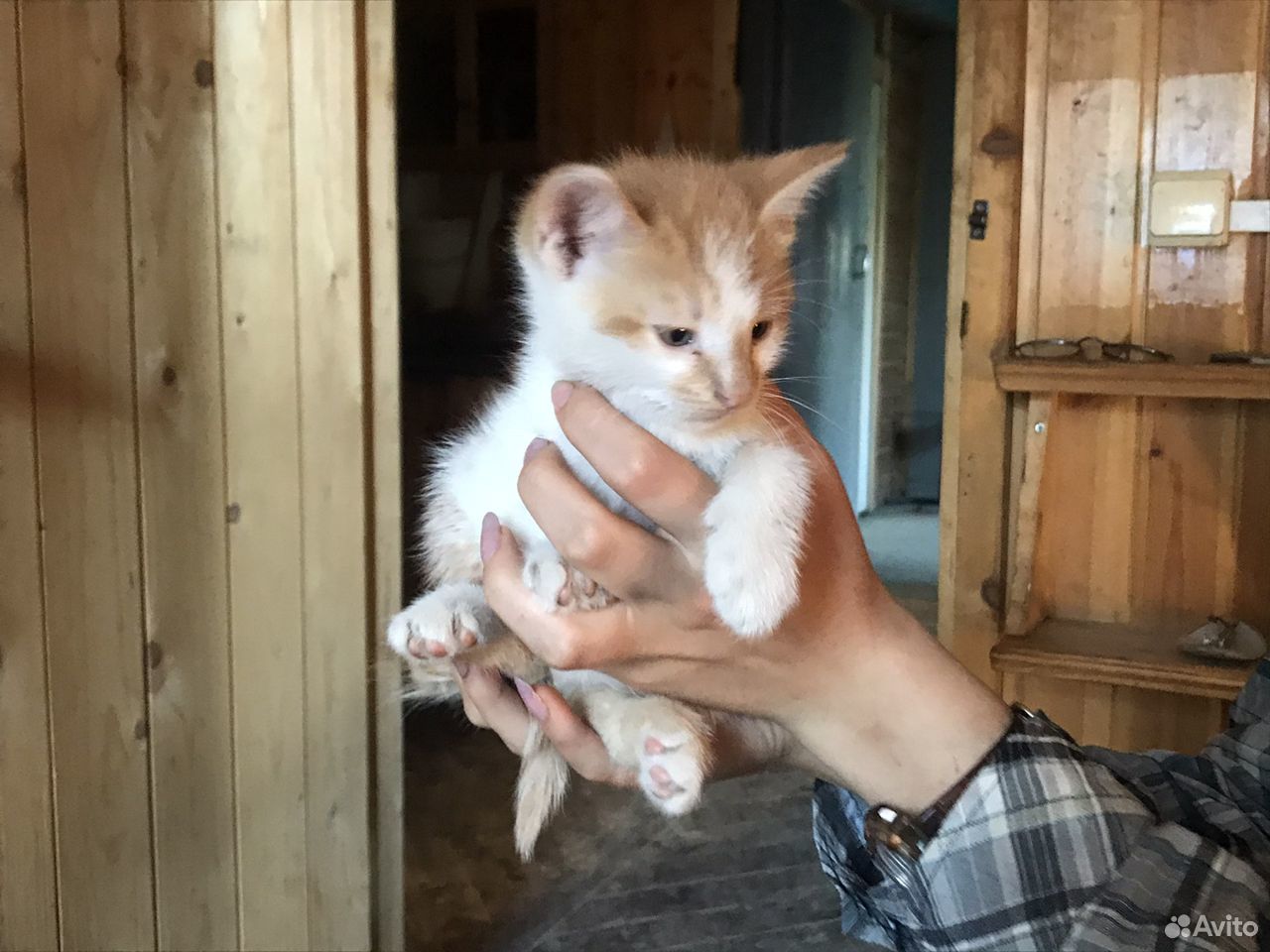 Котёнок мальчик 1 месяц