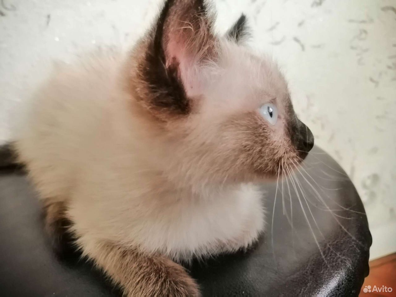 Котенок