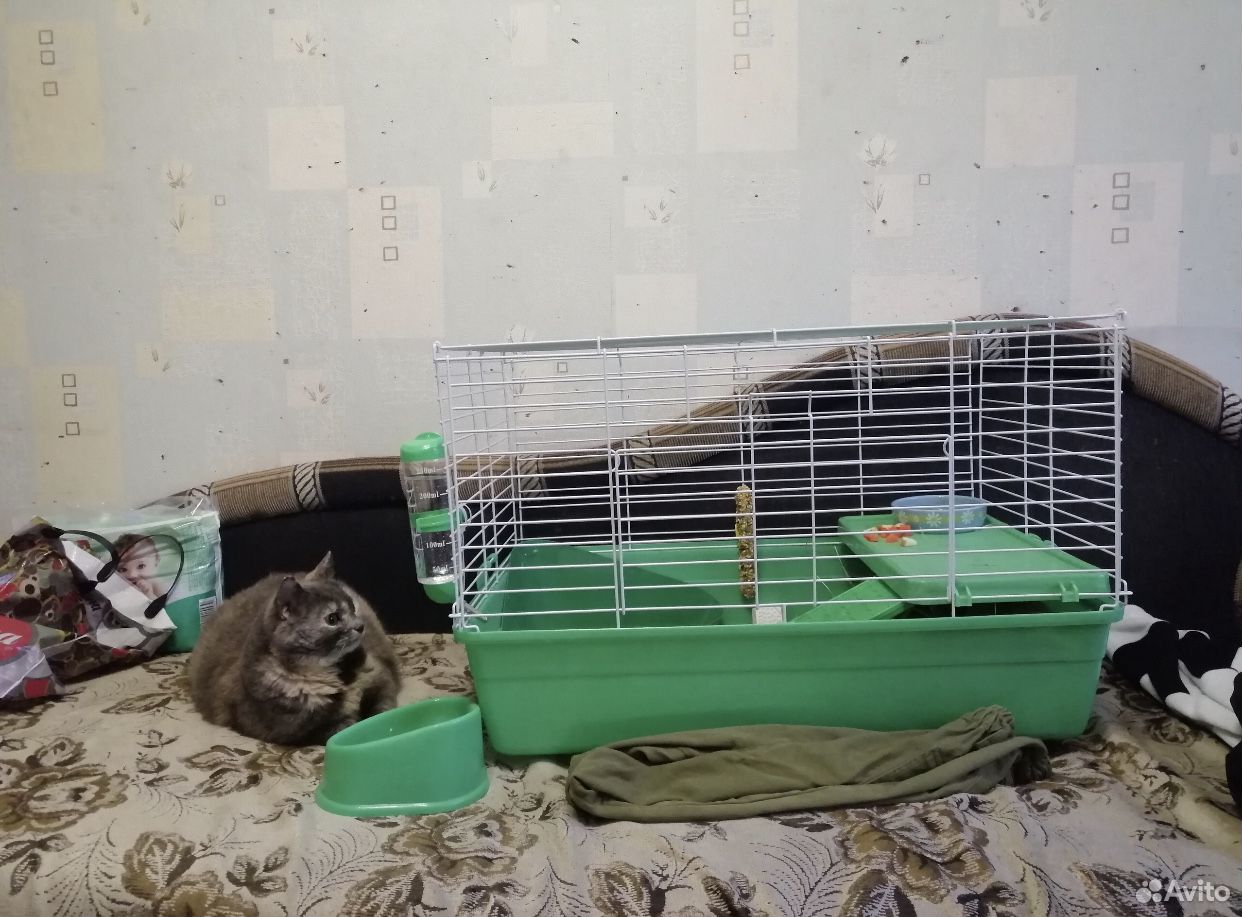 Декоративный кролик