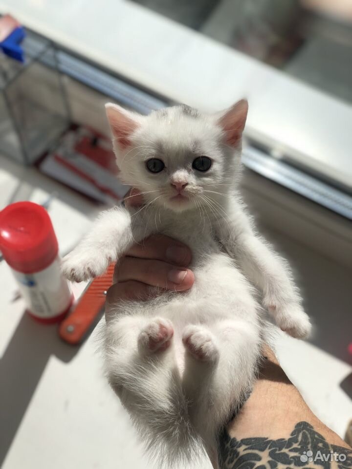 Котята, Мама британка, две девочки