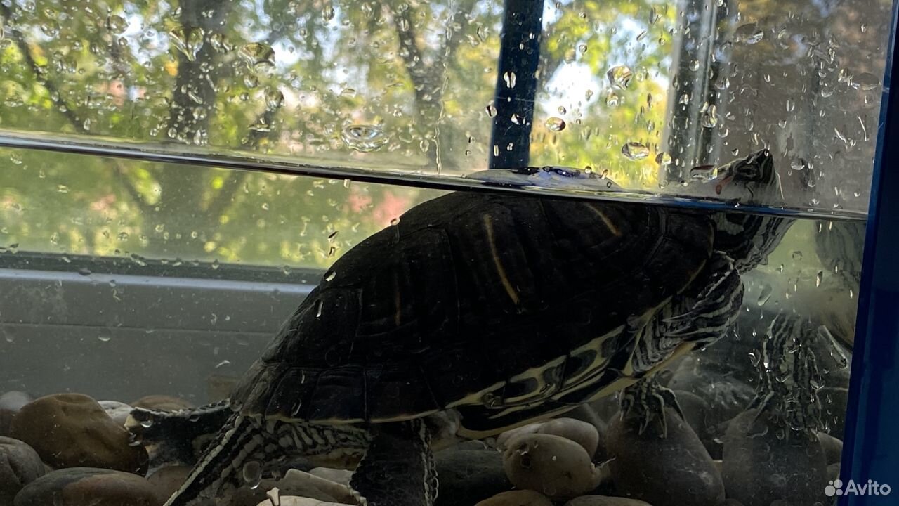 Бесплатно отдам черепашек в хорошие руки