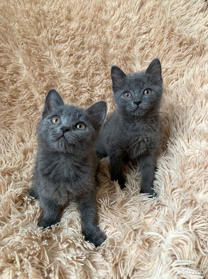 Котята, котенок Сильвер и Селеста