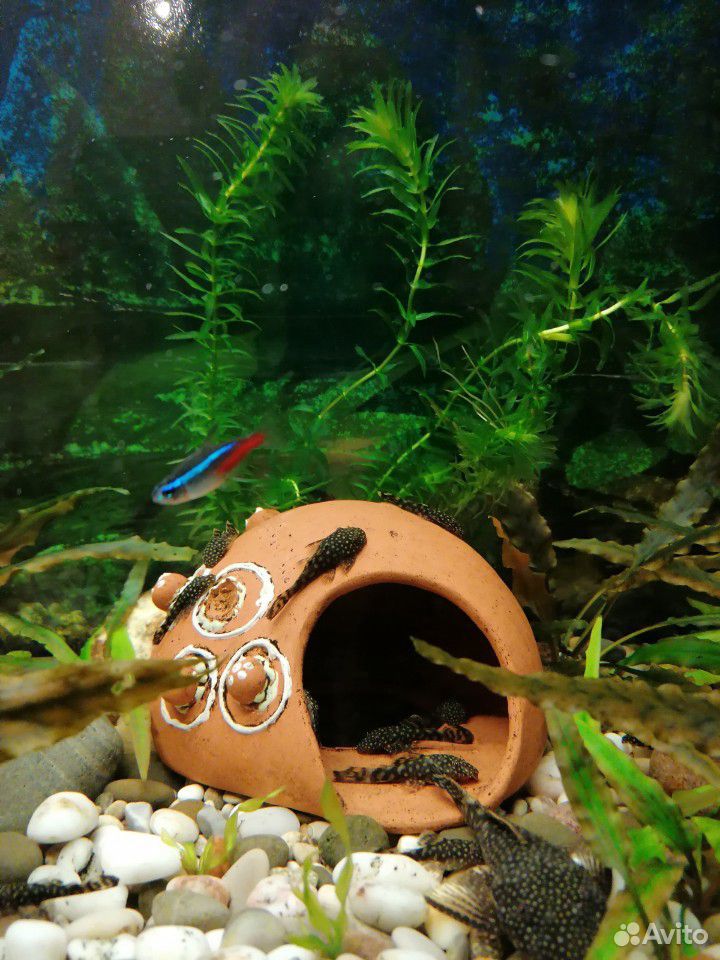 Сом анциструс