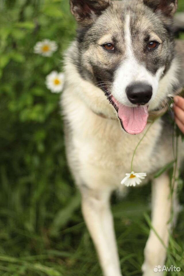 Отдам в добрые руки