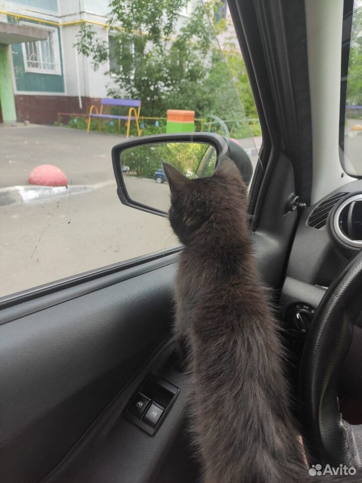 Отдам котёнка в добрые руки