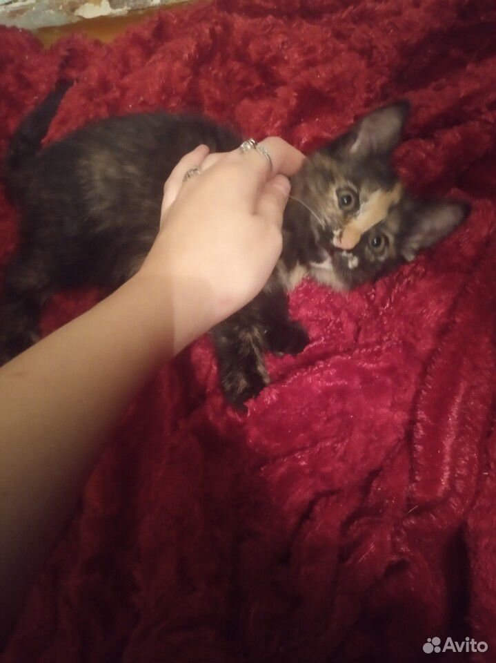 Котёнок