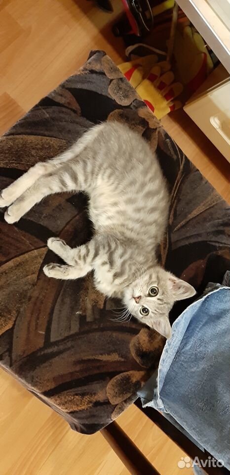 Серый котенок