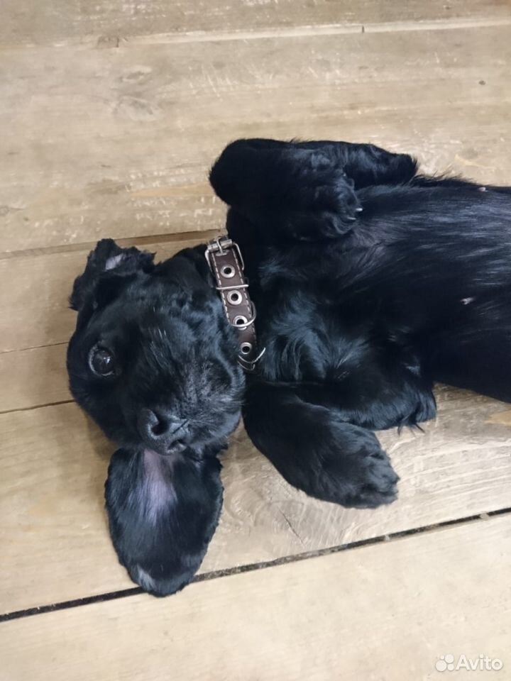 Английский кокер-спаниель