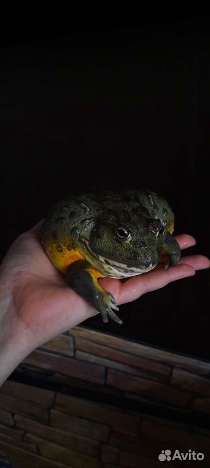 Лягушка-бык. (водонос)