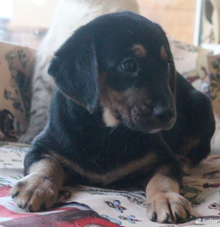 Очаровашка Марик ищет свой дом