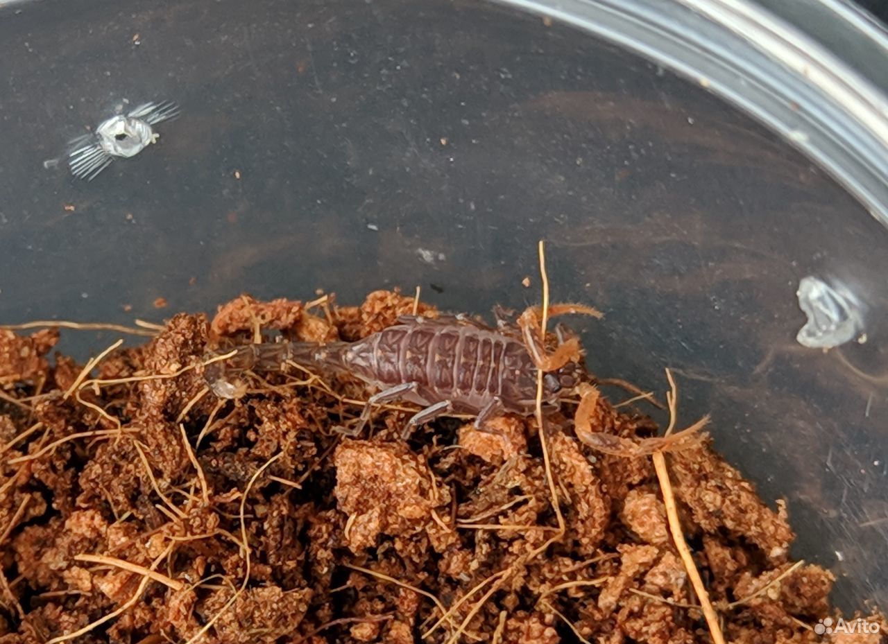 Скорпион Lychas tricarinatus