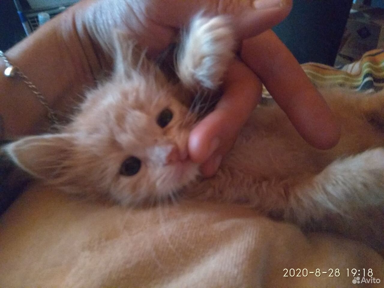 Котятки в добрые руки,1 мес