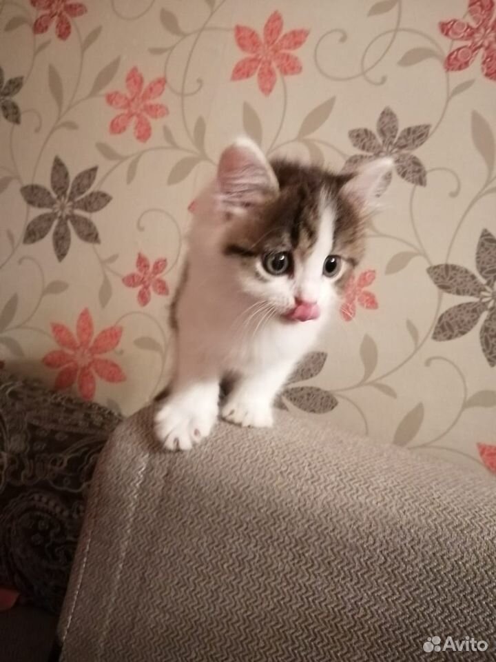 Котенок 1 месяц
