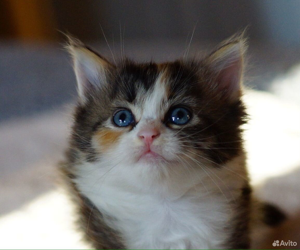 Пушистый комочек счастья