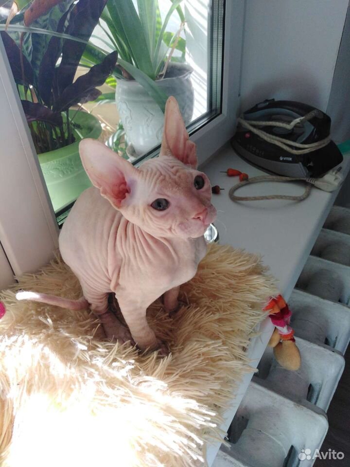 Канадский сфинкс