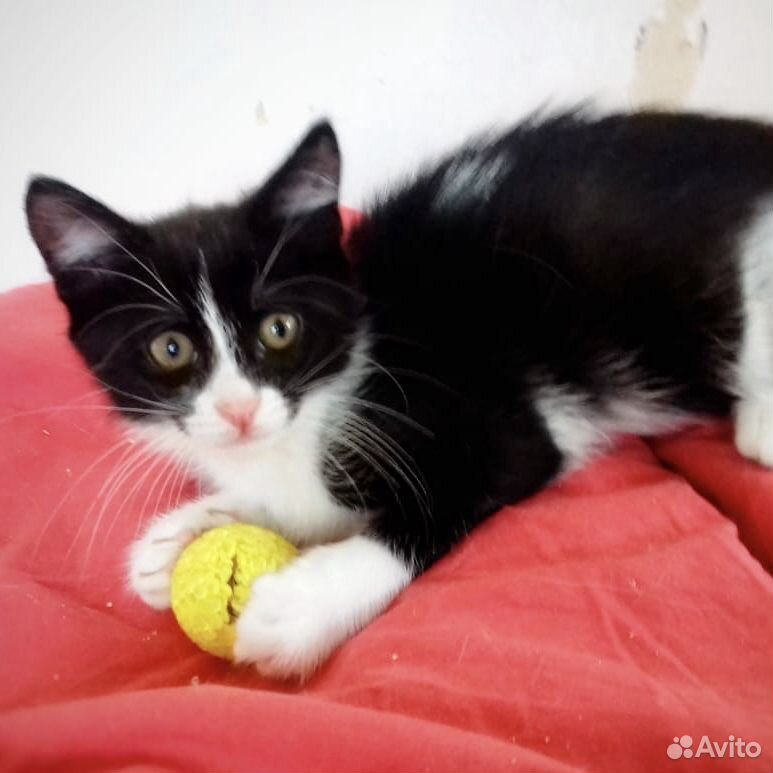 Маленькая обаяшка в поисках хозяина