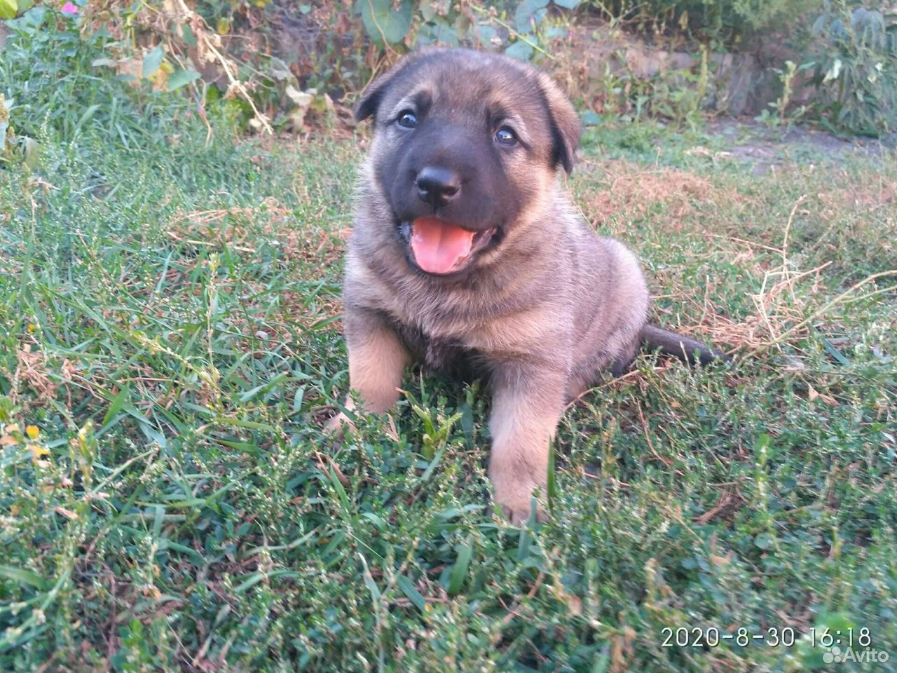 Щенок надёжный охранник