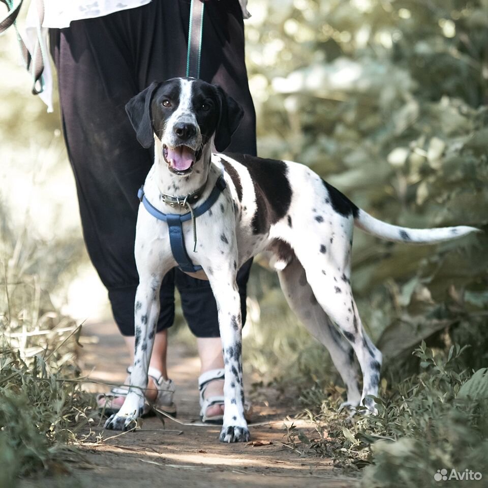 Почти курцхаар Яша ищет своего человека