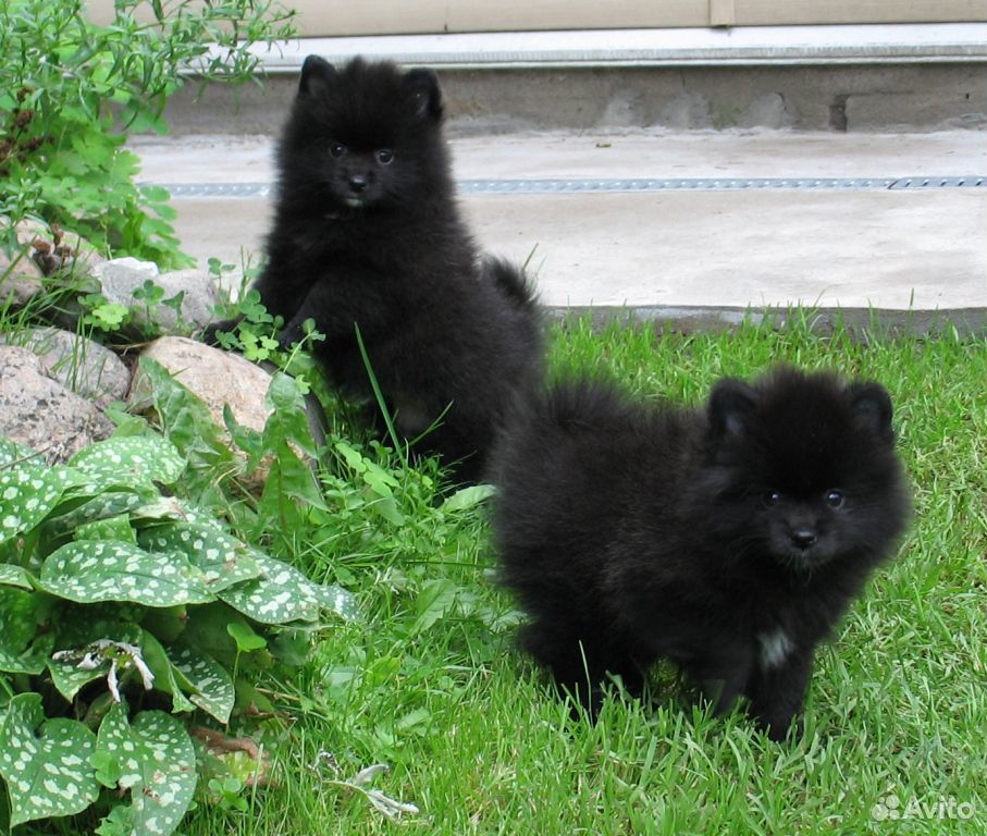 Шпицульки девочки черные