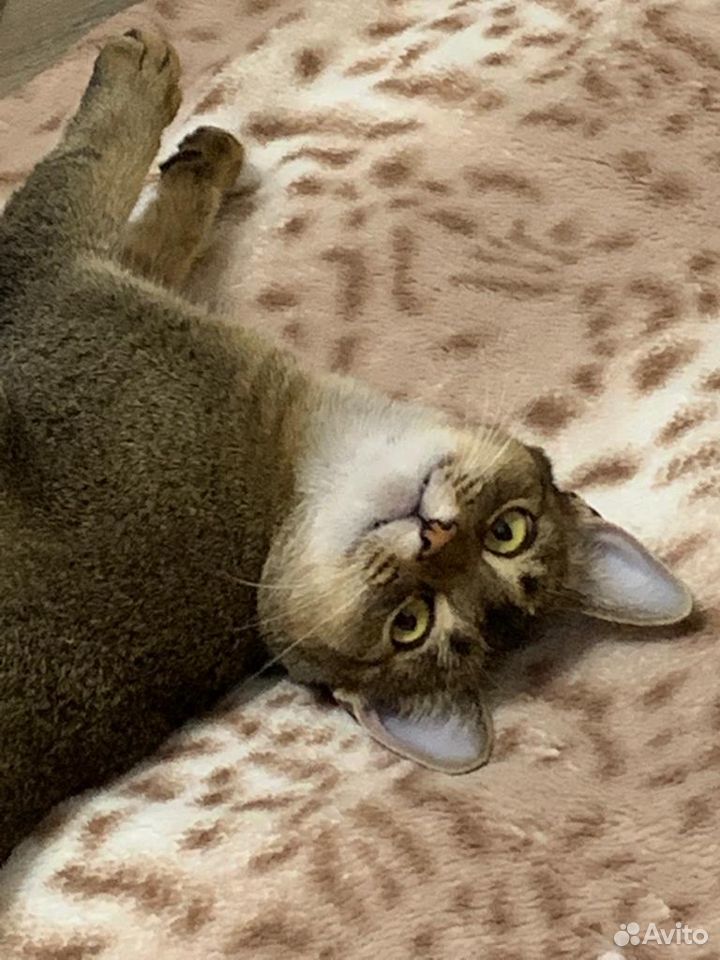 Продаётся кошечка абиссинской породы