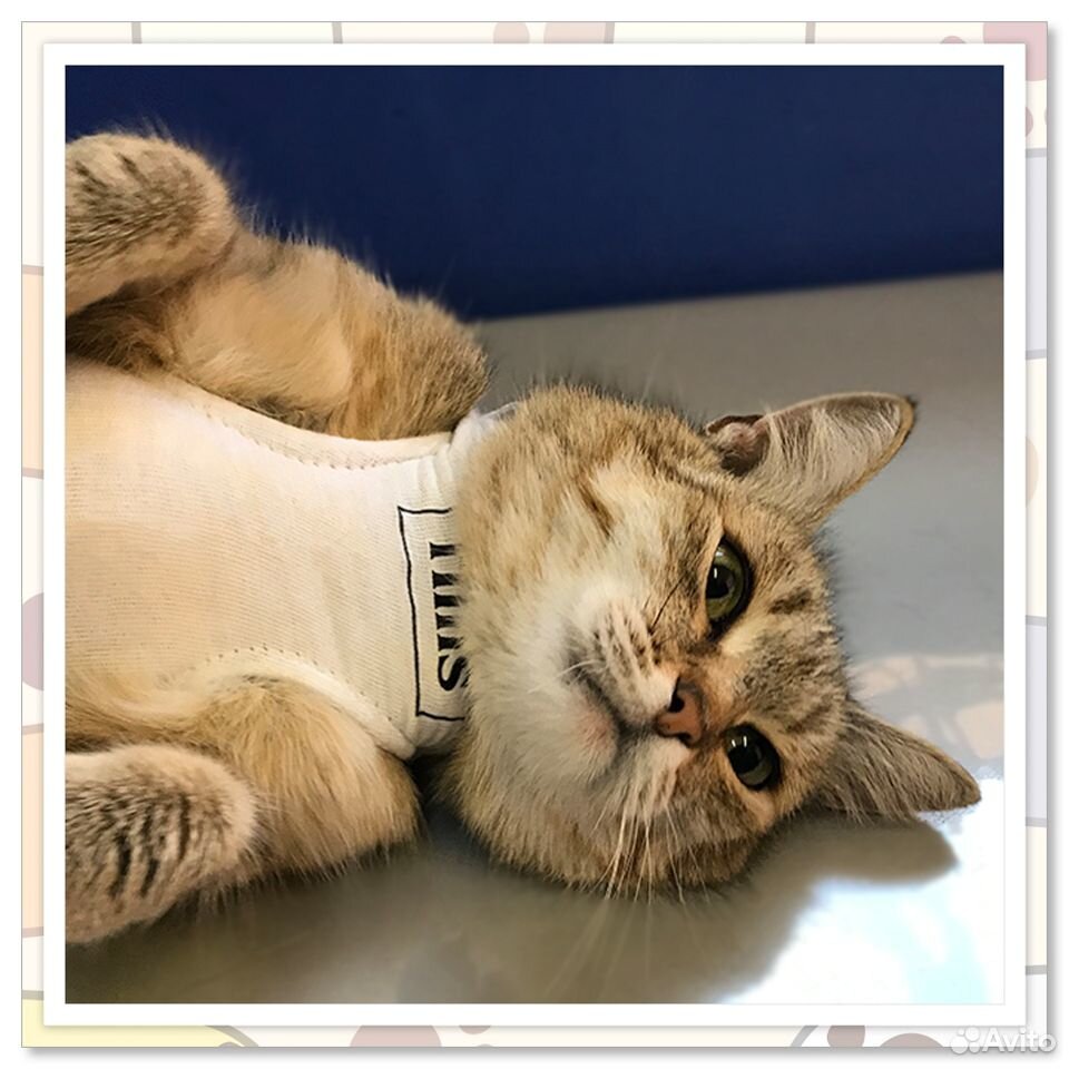 Кошечка Тыковка, 1 годик