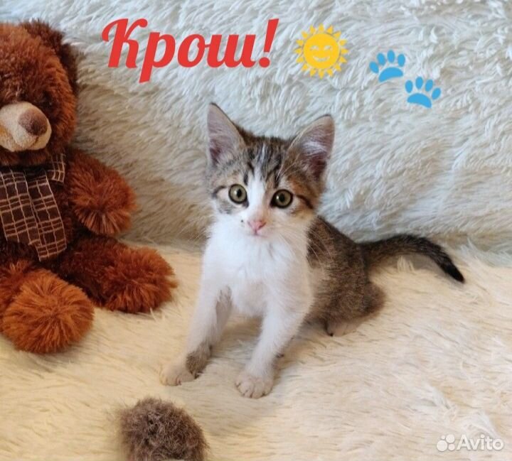 Котёнок Крош