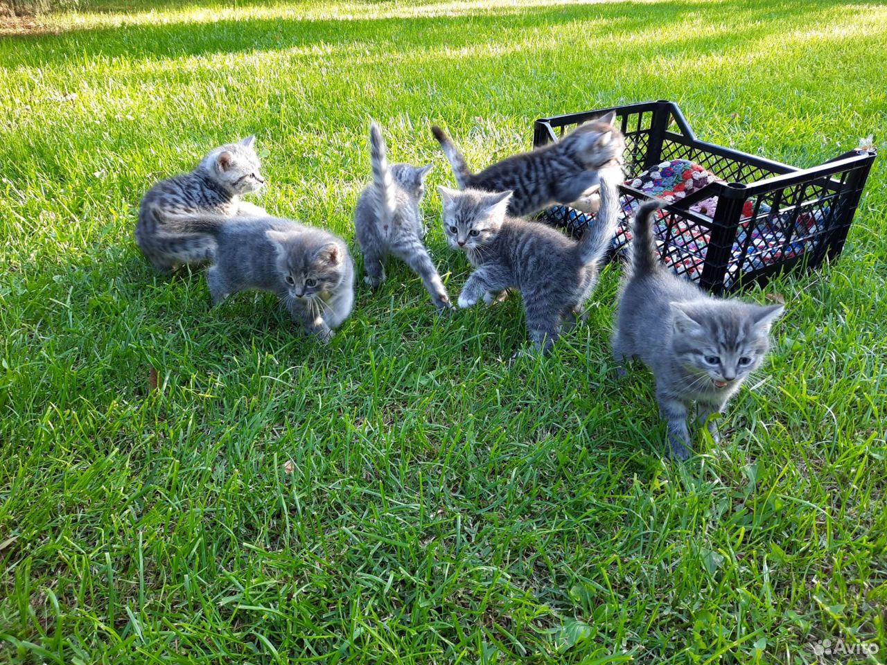 Британские котята