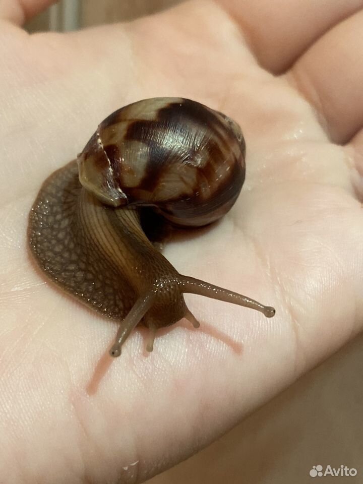 Улитка ахатина фулика