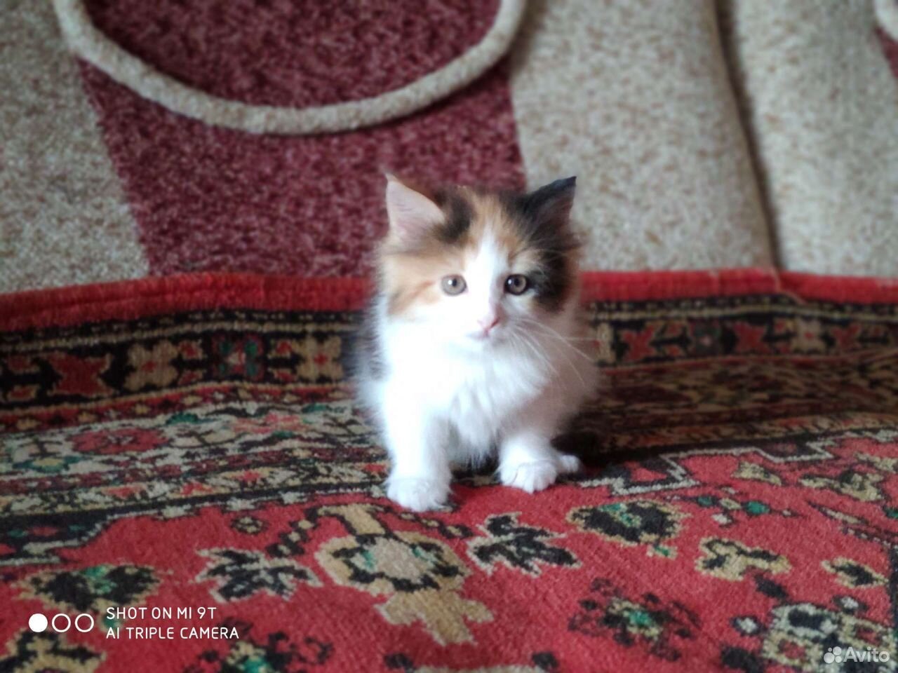 Кошка