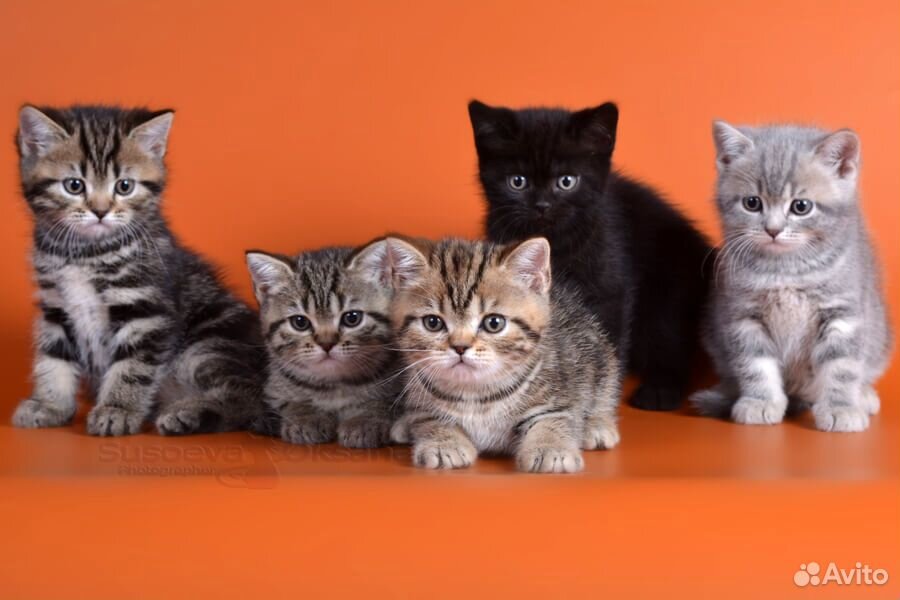 Очень плюшевый котик