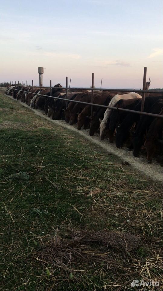 Продам жеребят