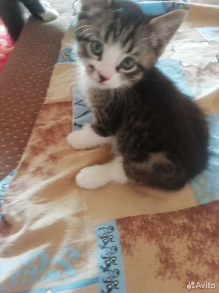 Котик отдам в хорошие руки, очень активный