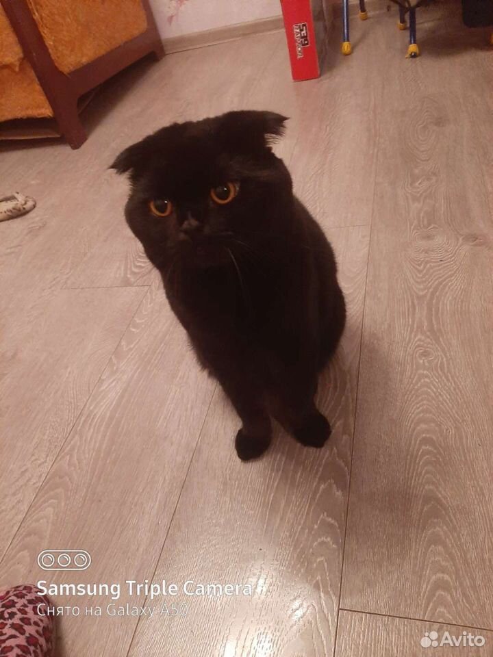 Британские котята
