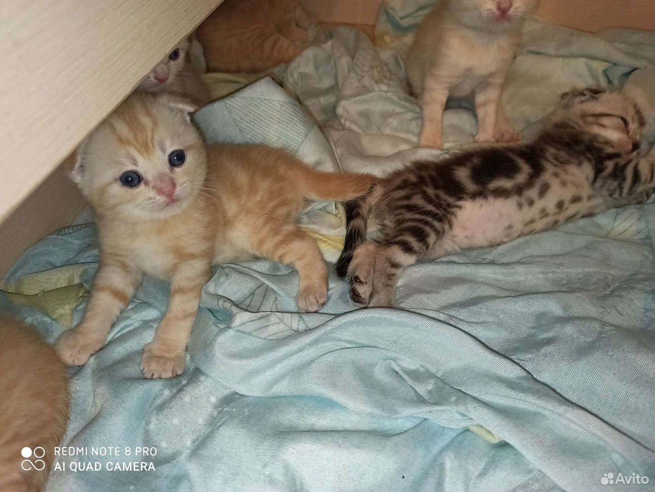 Котята шотландской породы