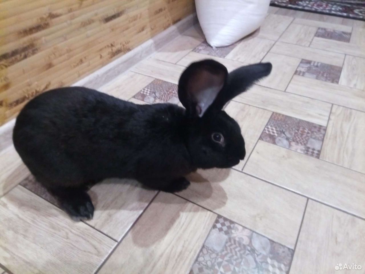 Кролик самец