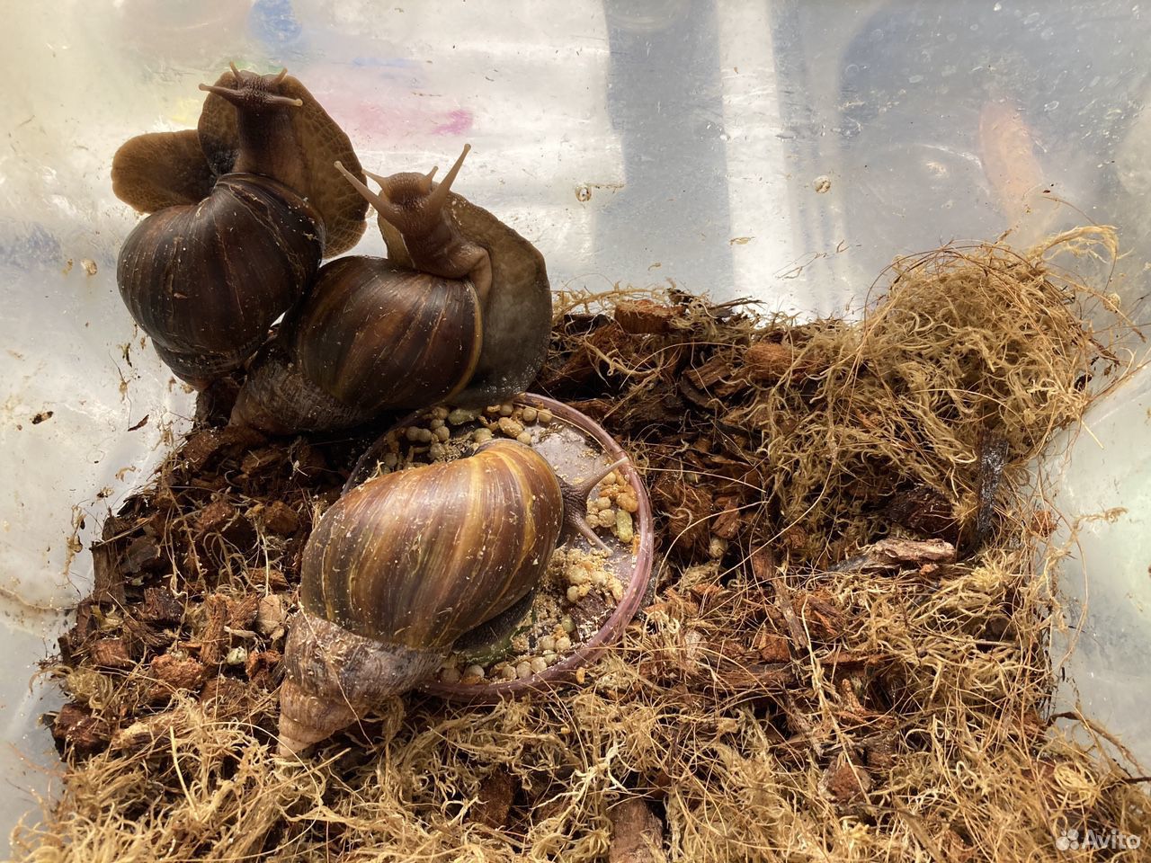 Отдам взрослых улиток ахатинов