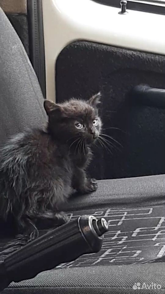 Котенок