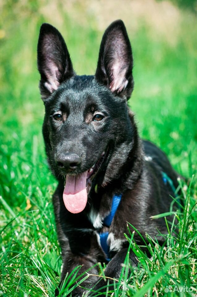 Необыкновенная красота в дар