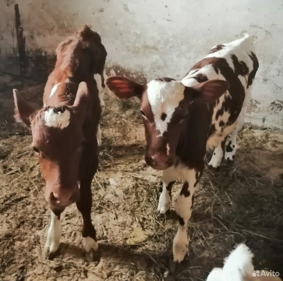 Продам телочек айширской породы. 1 месяц. Цена за