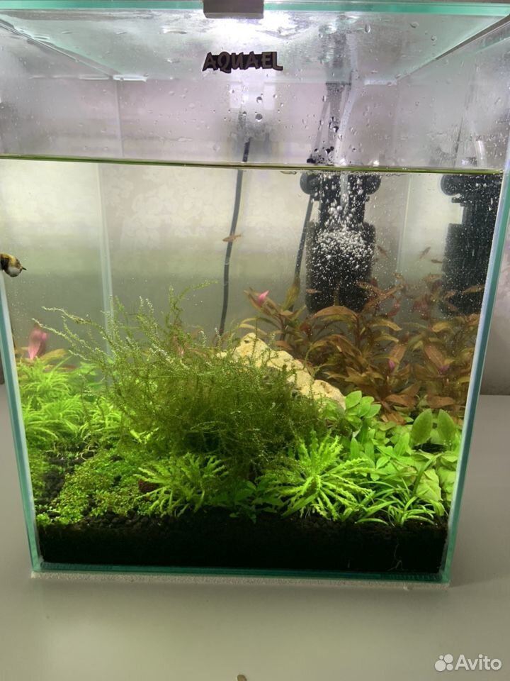 Аквариум креветочник 30л Aquael