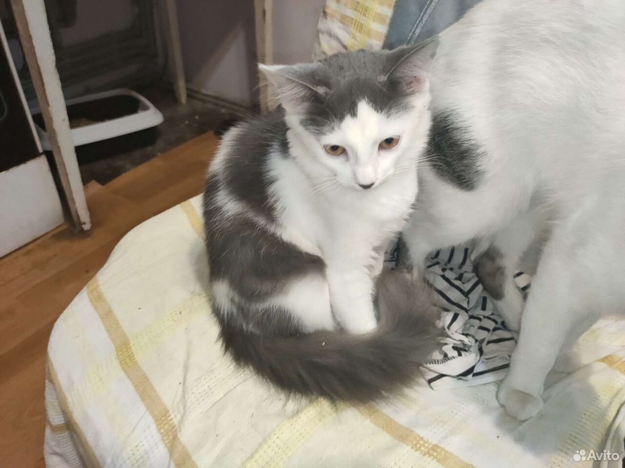 Милая кошечка девочка