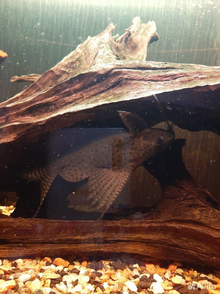 Синодонтис пятнистый