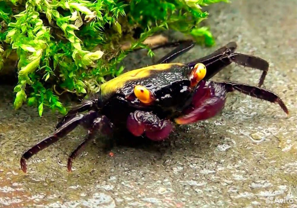 Краб "вампир"