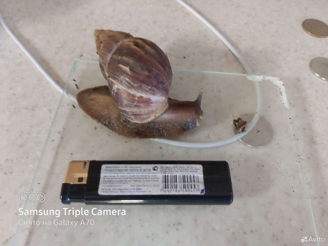 Улитка с аквариумом