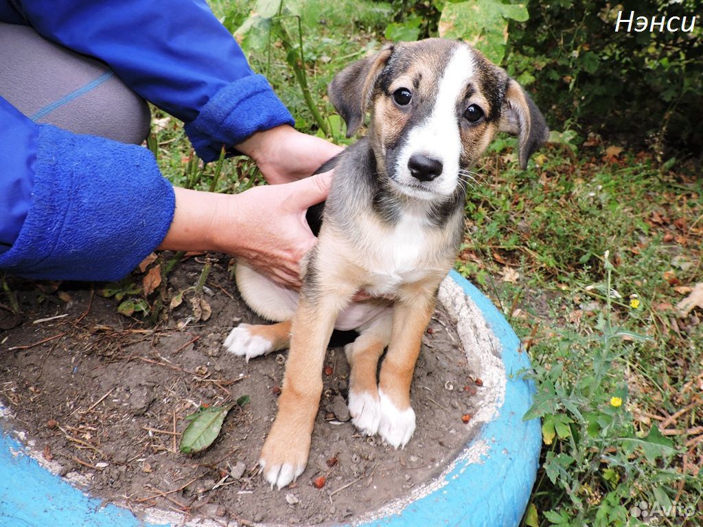 Джек рассел терьер, девочка mix