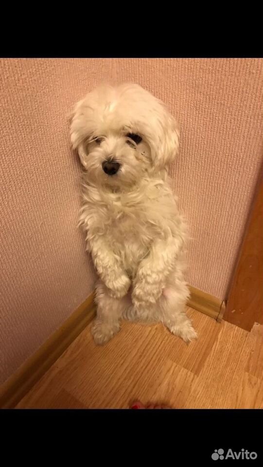 Мальтийская болонка (мальтезе) вязка