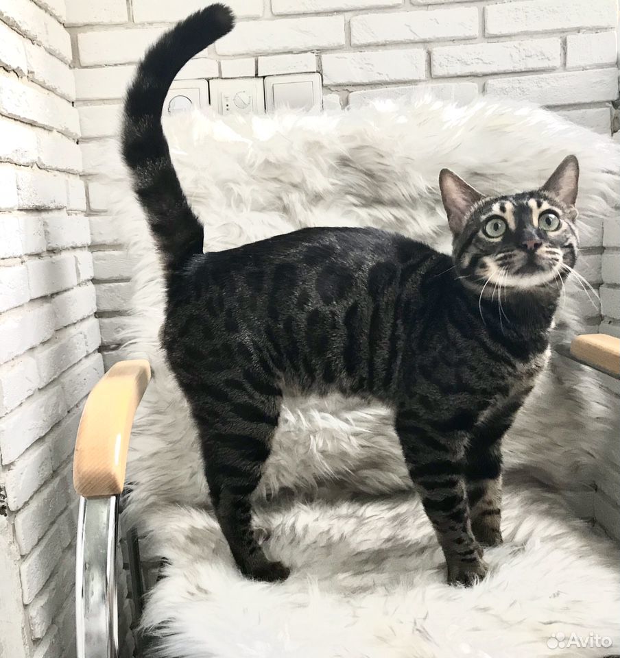 Нужен совладелец бенгальских кошек