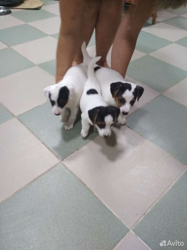 Джек Рассел терьер